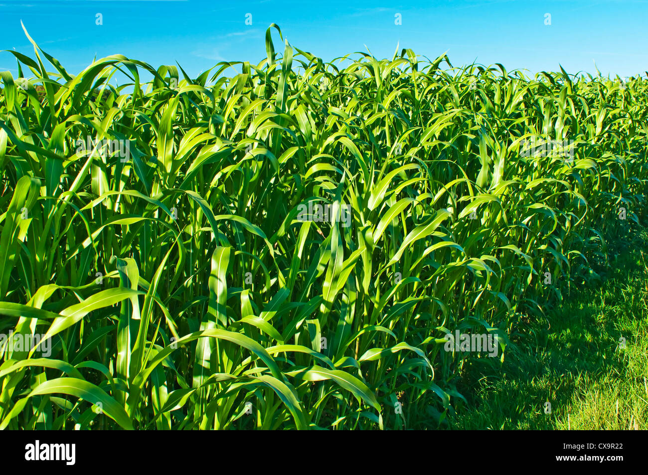 Sudan grass energy plant for gas production Stock Photo - Alamy