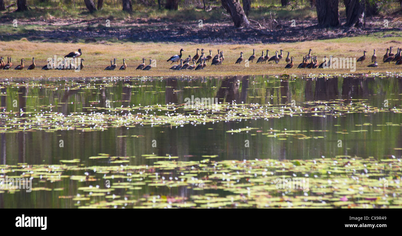 Birdlife at Anbangbang Billabong, Kakadu National Park, Northern ...