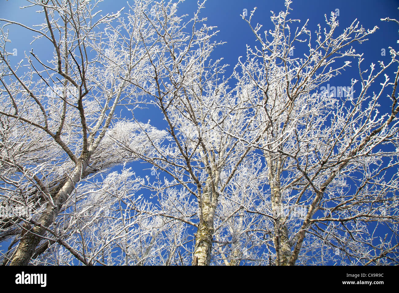 Winter frozen trees in December Stock Photo - Alamy
