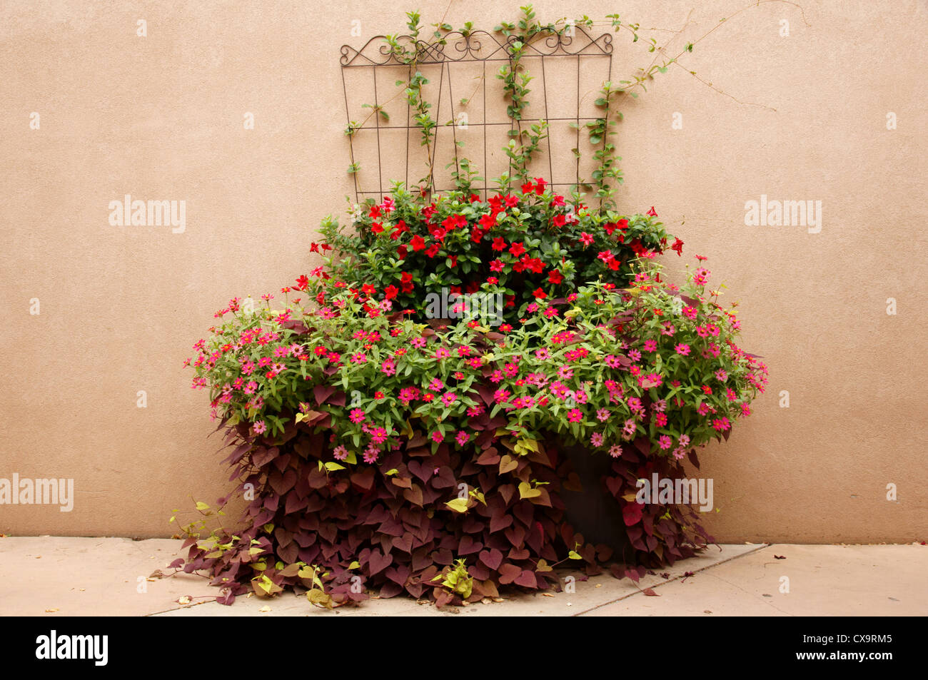 Native plants new mexico High Resolution Stock Photography and Images ...