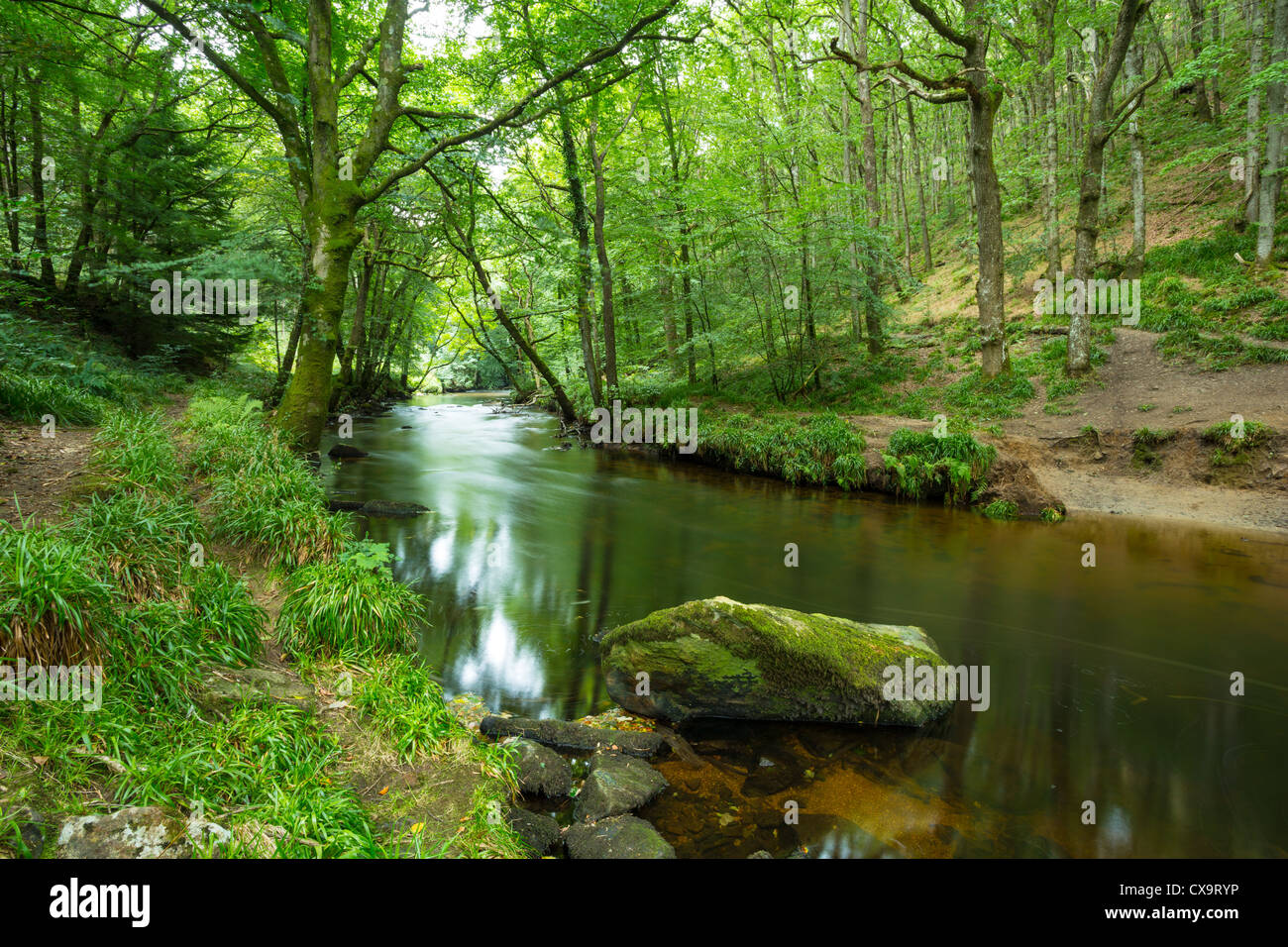 River Teign at Fingle Bridge Devon Stock Photo - Alamy