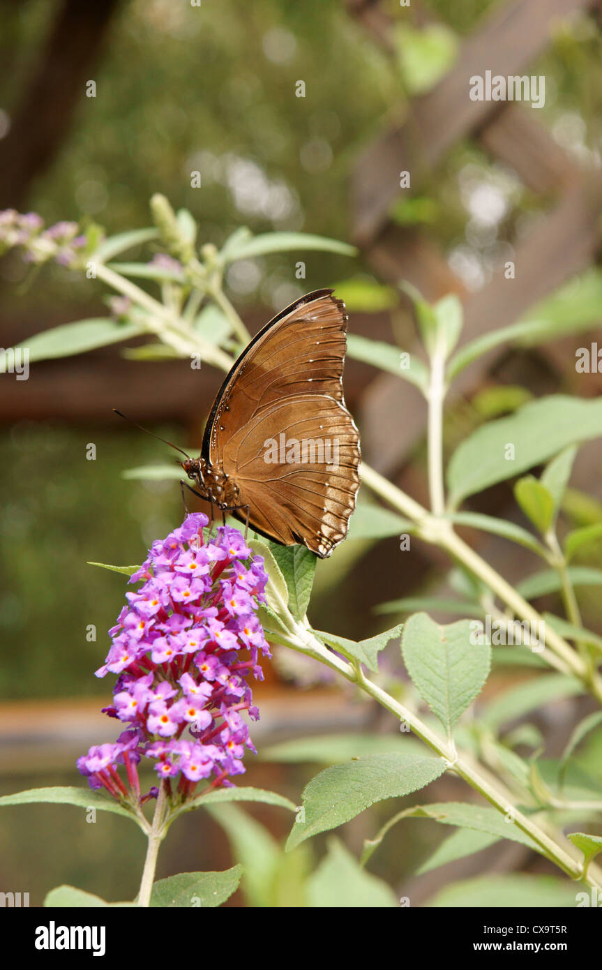 Moorish layout hi-res stock photography and images - Alamy