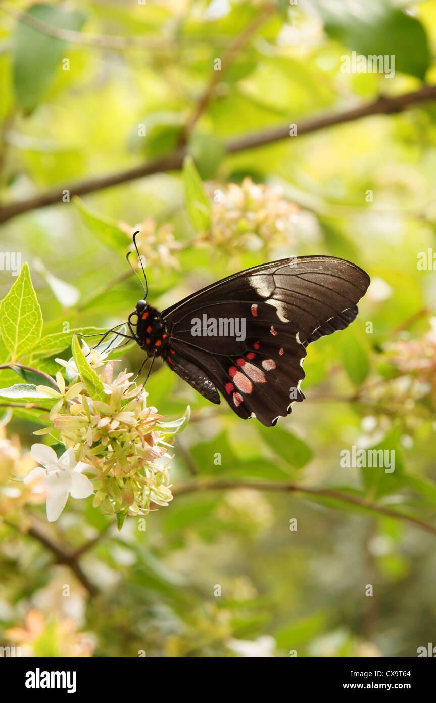 ruby spotted swallowtail butterfly papilio anchisiades botanical garden ...