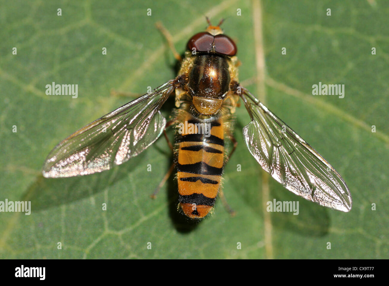 Marmalade Hoverfly Episyrphus balteatus Stock Photo - Alamy