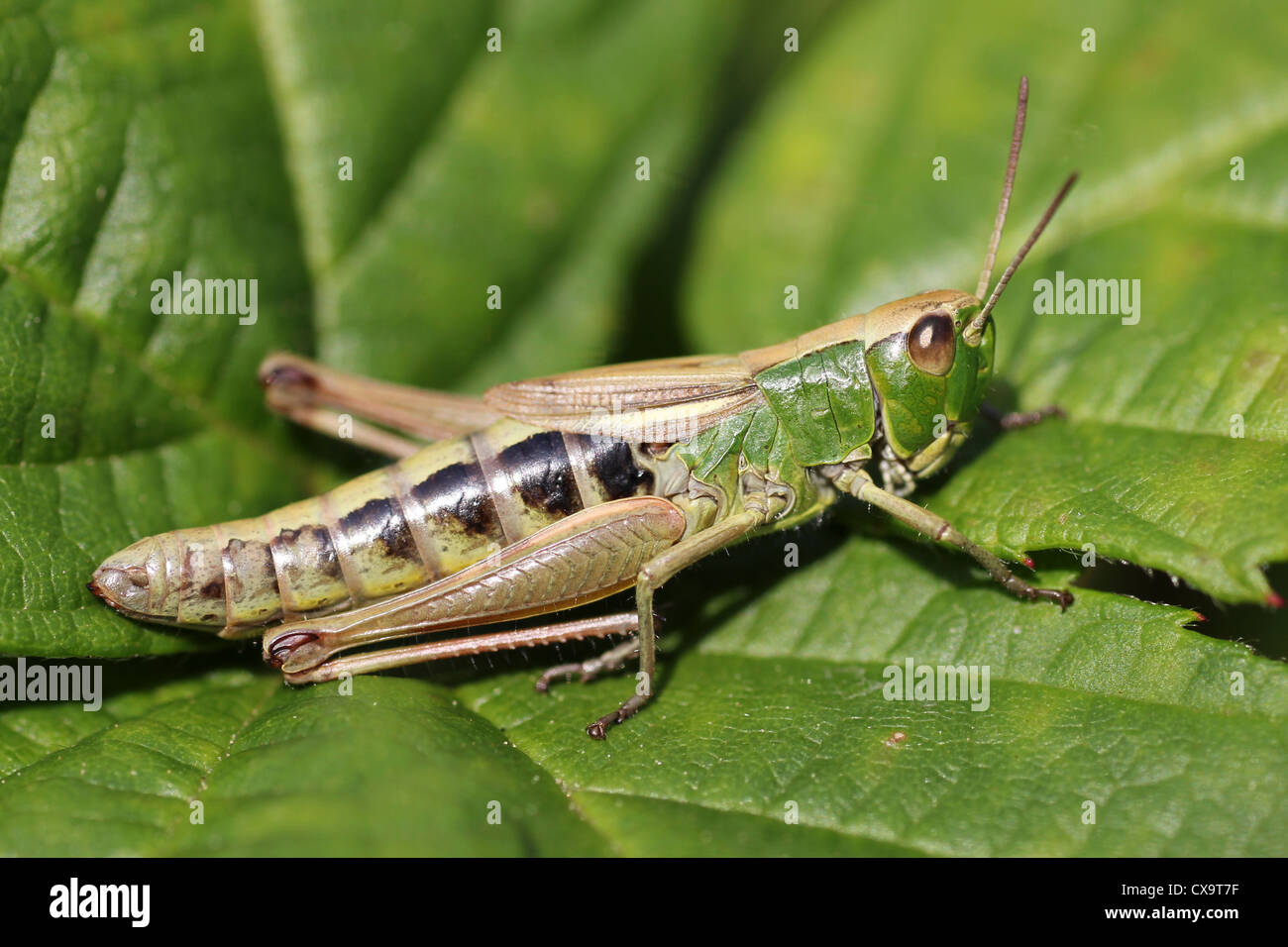 Common Green Grasshopper Omocestus viridulus Stock Photo - Alamy
