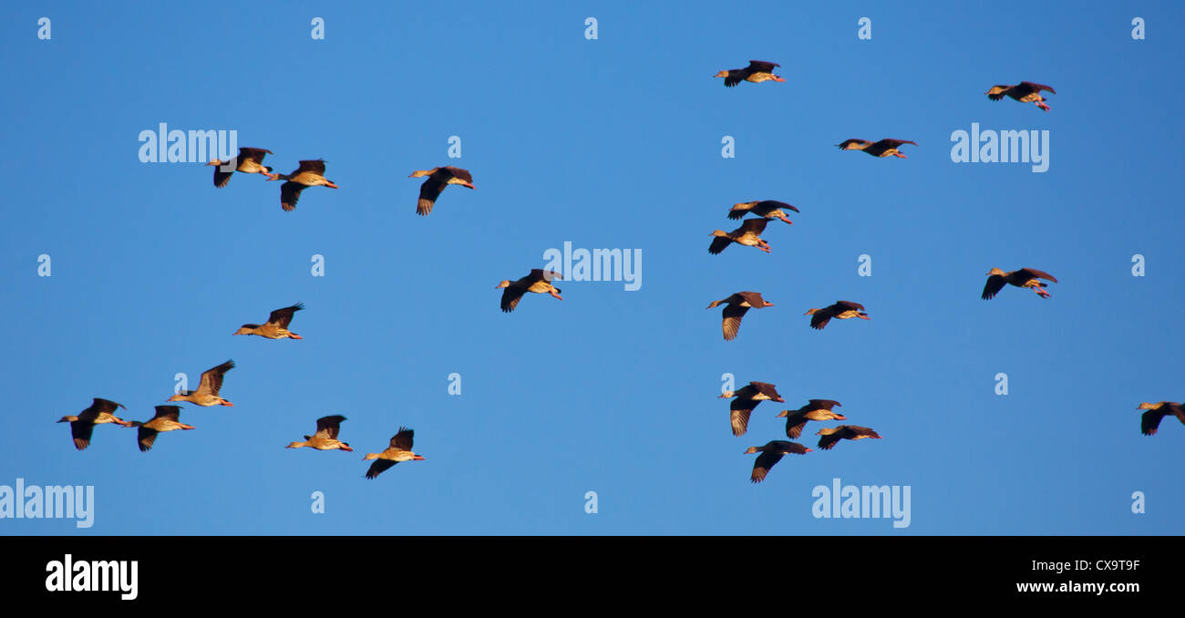 Duck flock in flight hi-res stock photography and images - Alamy