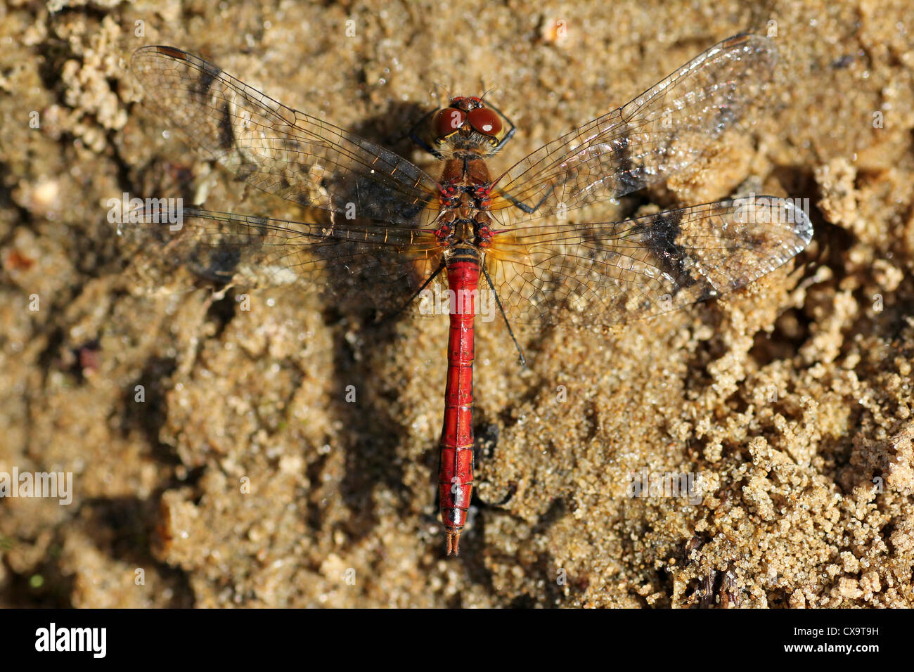 Ruddy Darter Sympetrum sanguineum Male Stock Photo - Alamy