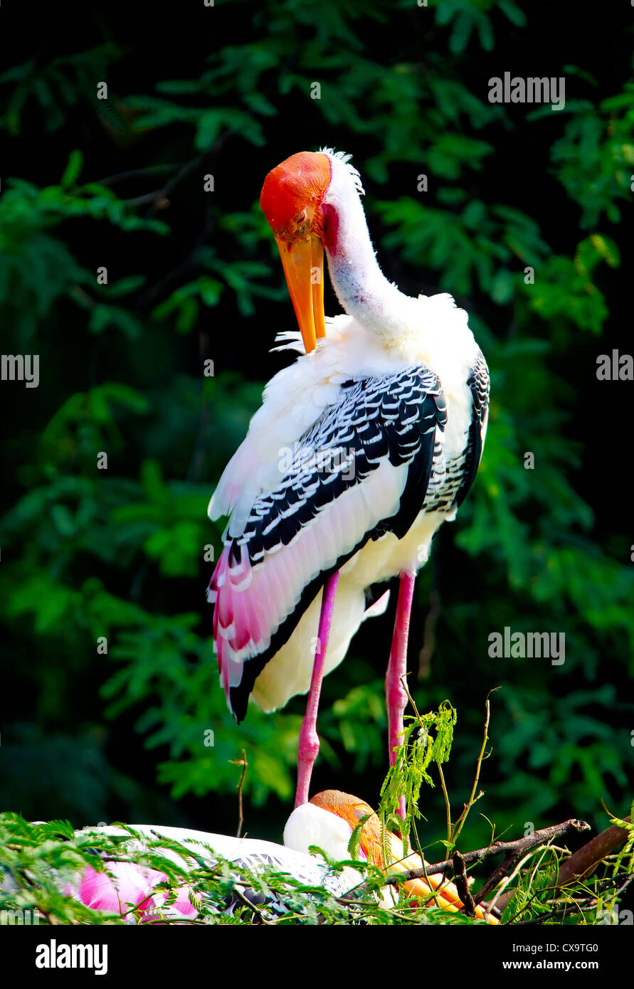 Indian endangered storks hi-res stock photography and images - Alamy