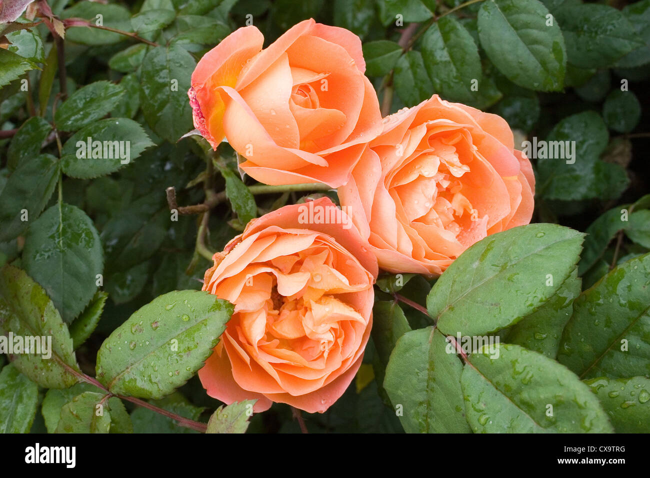 Rose Lady Emma Hamilton Stock Photo - Alamy