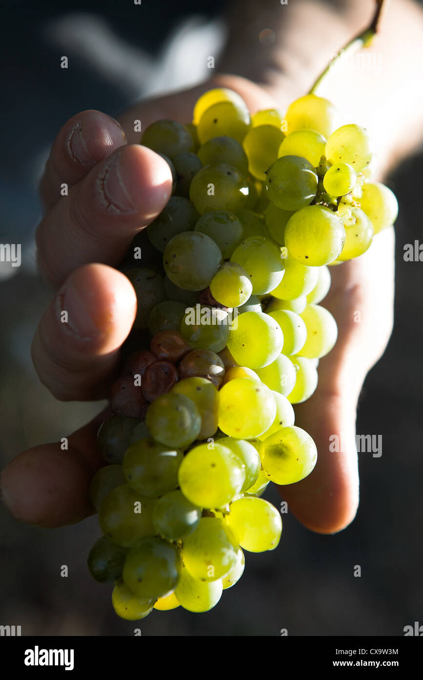 worker hand holding yellow grape Stock Photo - Alamy