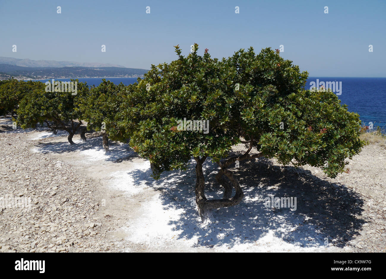 Mastic tree hi-res stock photography and images - Alamy
