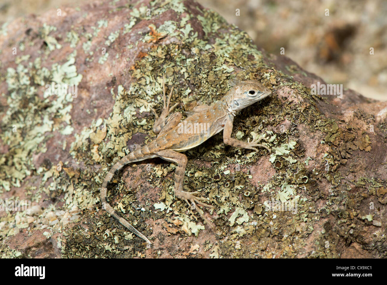 Zebra-tailed Lizard Callisaurus draconoides Tucson, Pima County ...