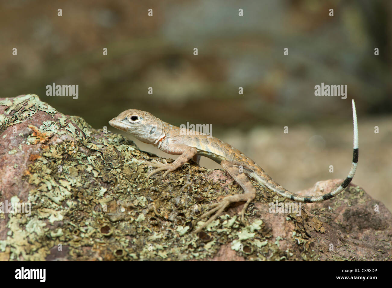 Tucson Lizard High Resolution Stock Photography and Images - Alamy