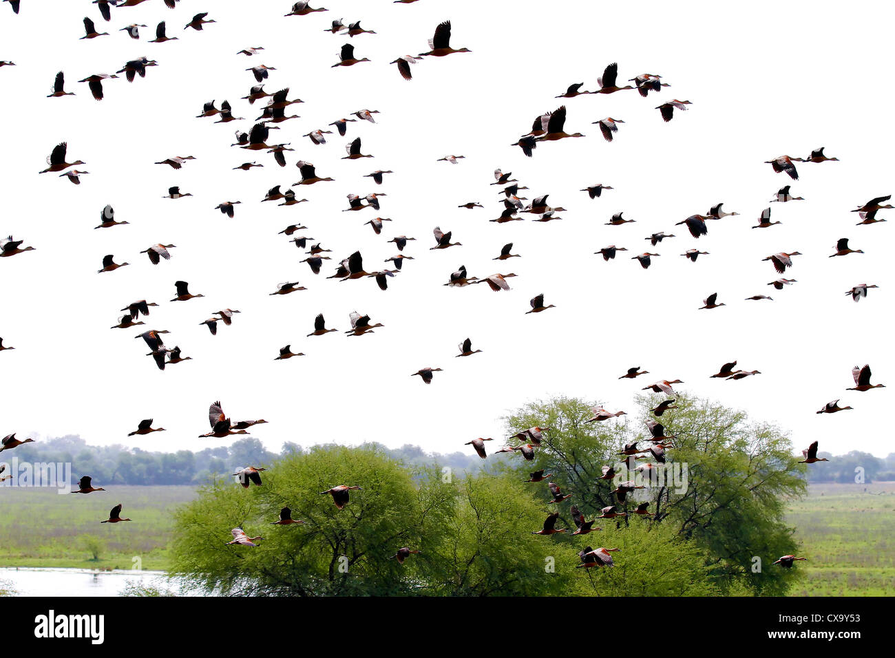 Birds flying in flock Stock Photo - Alamy