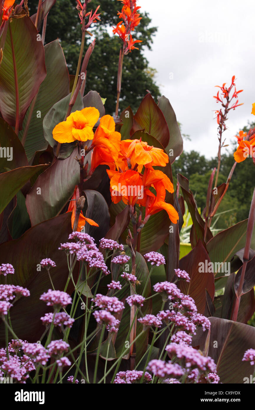 CANNA PHASION. INDIAN SHOT PLANT Stock Photo - Alamy