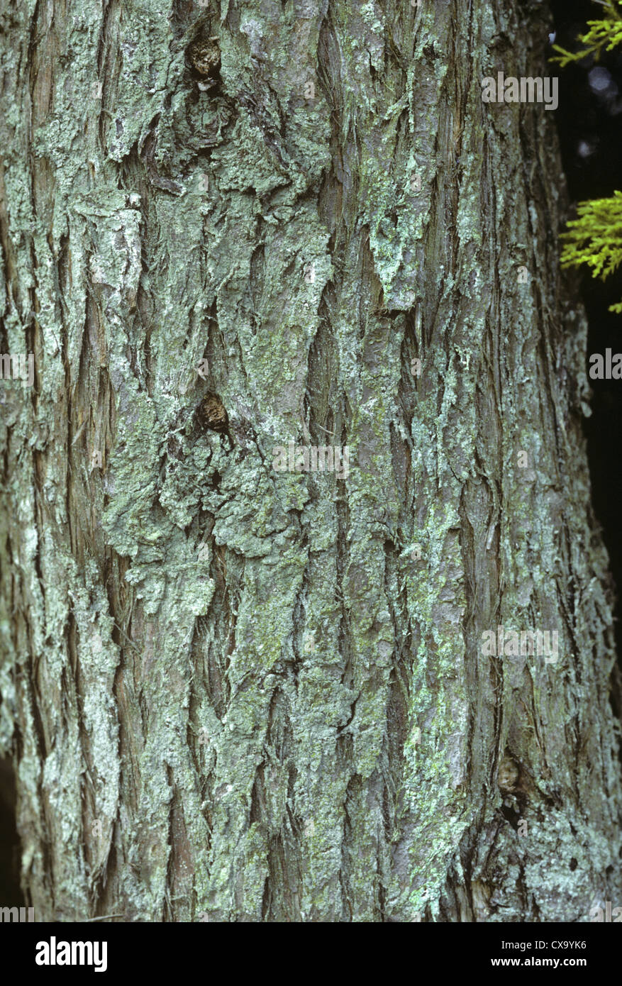 Monterey Cypress Cupressus macrocarpa (Cupressaceae Stock Photo - Alamy