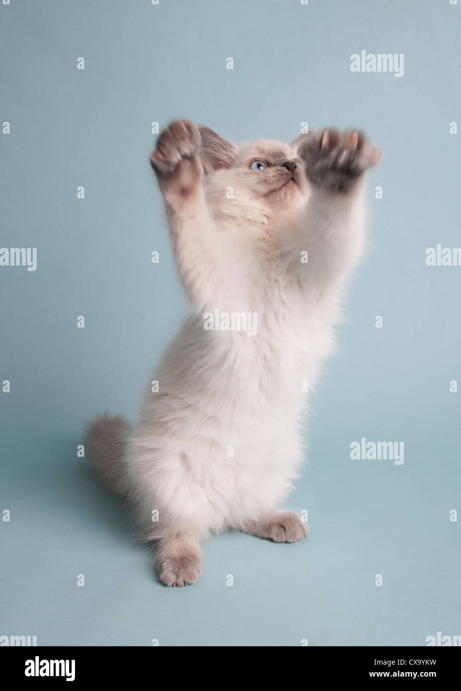 ragdoll kitten on blue background Stock Photo - Alamy