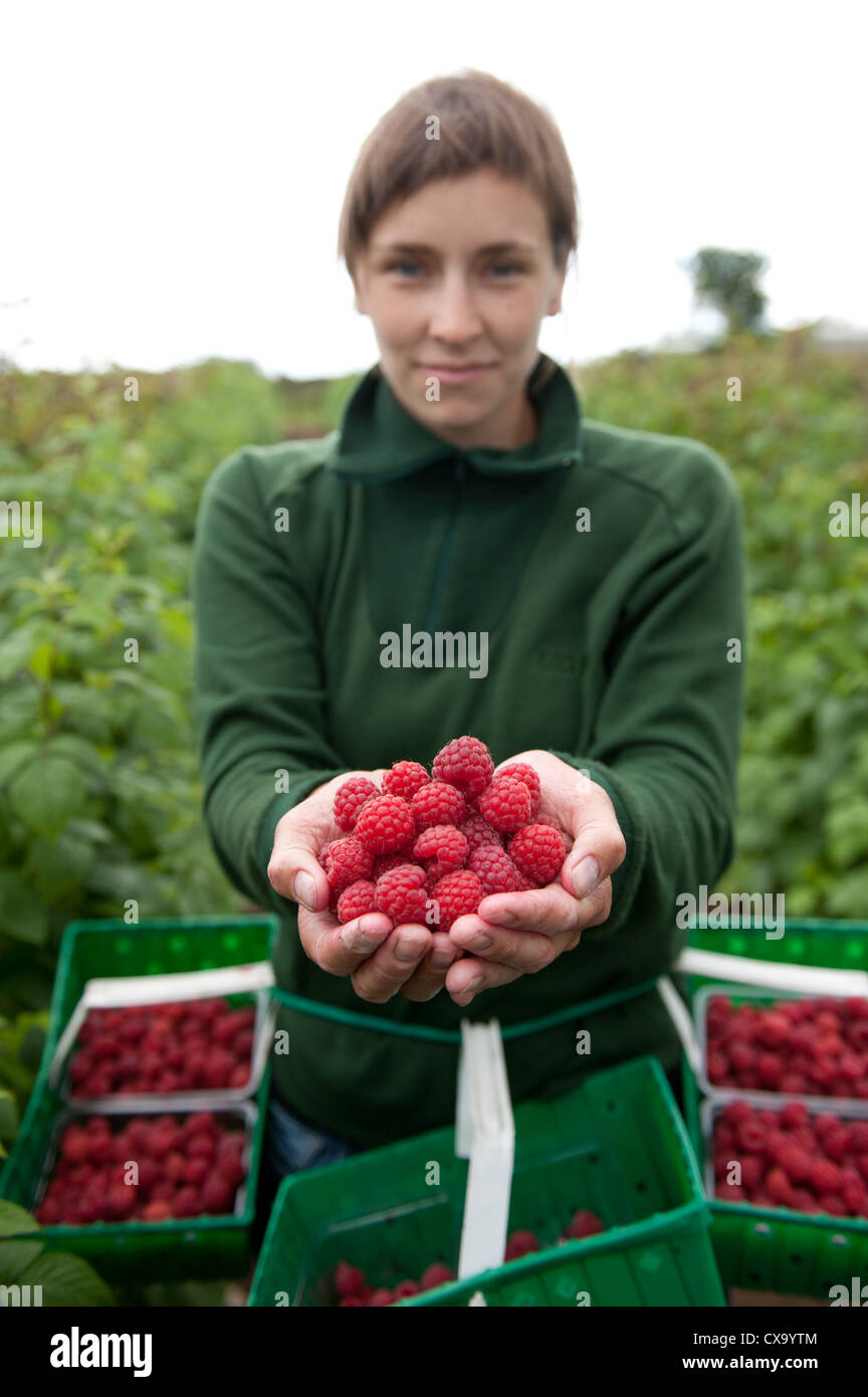 Girl picking Raspberry's in Cumbria Stock Photo - Alamy