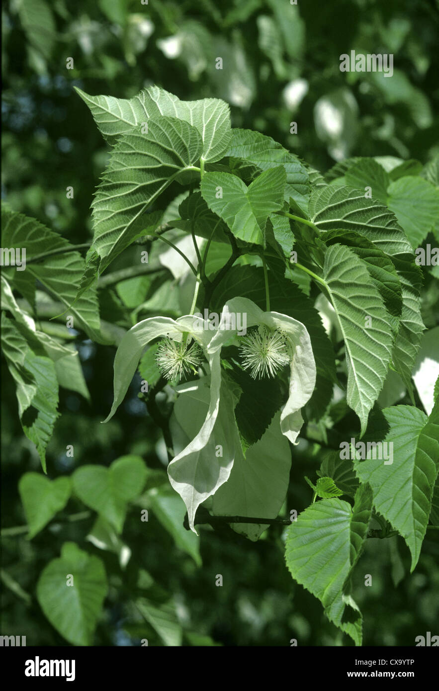 Dove Tree (Handkerchief Tree) Davidia involucrata (Nyssaceae Stock ...