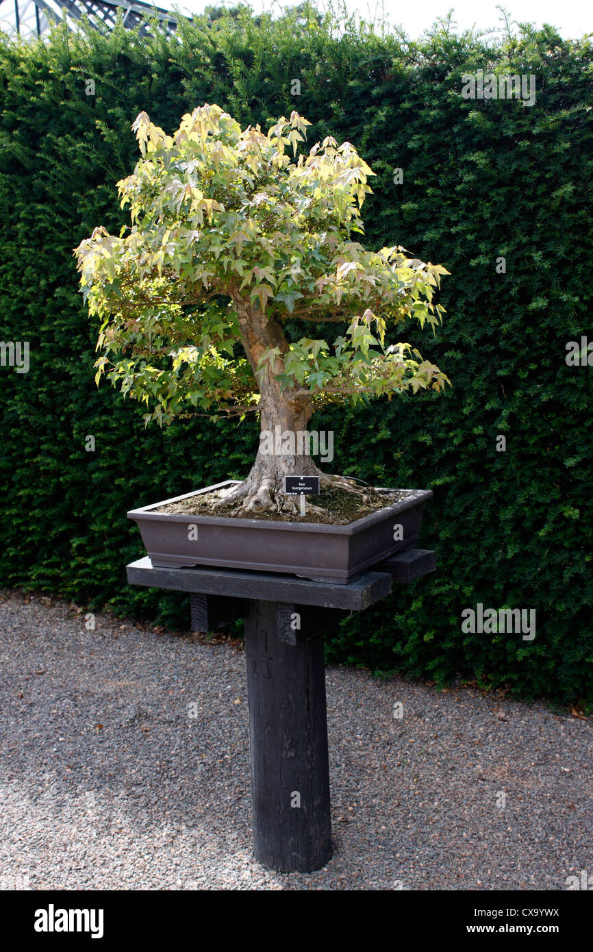 BONSAI ACER BUERGERIANUM. THREE TOOTHED MAPLE. TRIDENT MAPLE. 45 YEARS OLD Stock Photo - Alamy