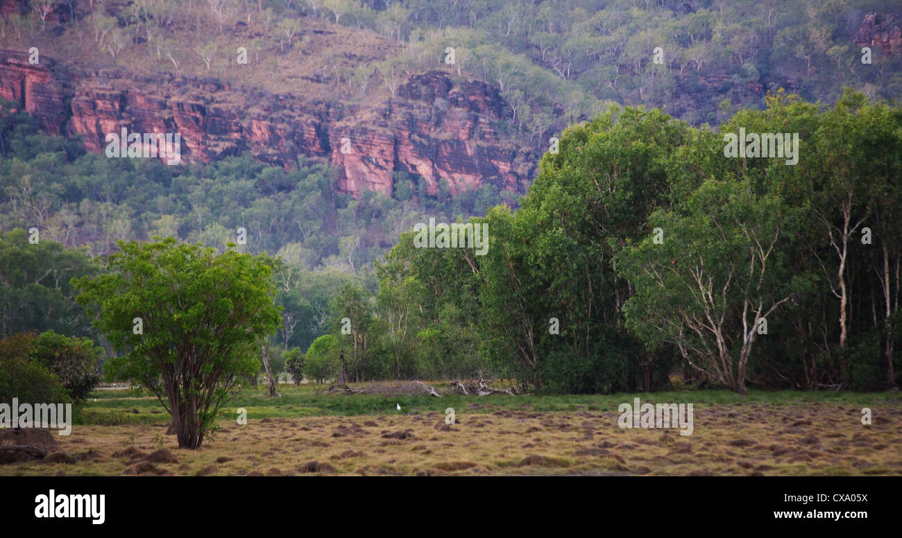 Paperbark forest, at the bottom of Nourlangie Rock, Anbangbang, Kakadu ...