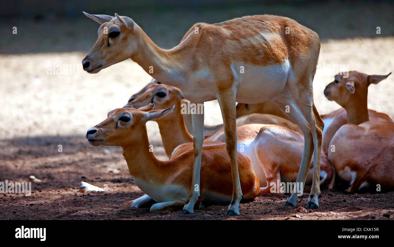 Black buck family Stock Photo - Alamy