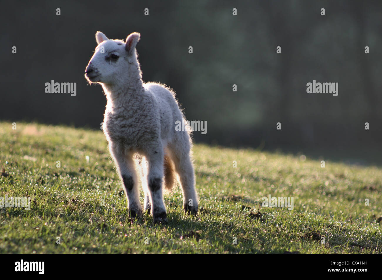 Lamb on a cold spring morning Stock Photo - Alamy