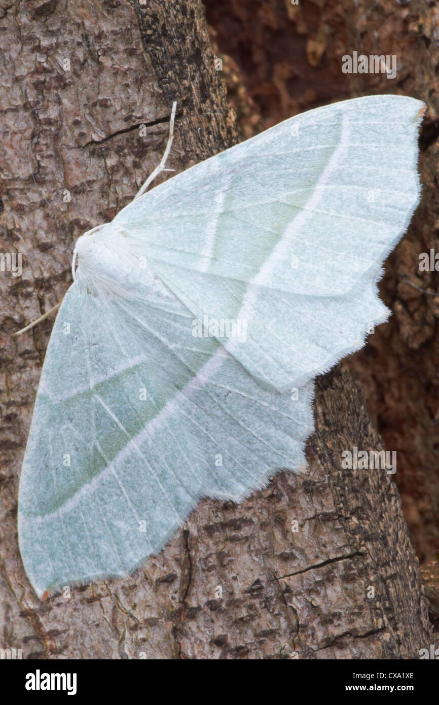 Emerald Moth High Resolution Stock Photography and Images - Alamy