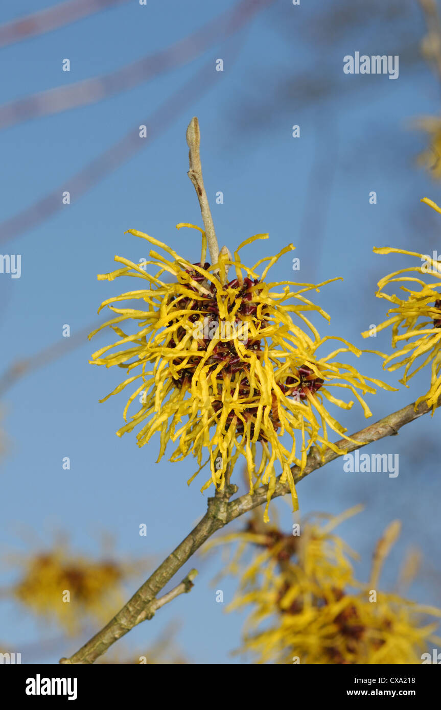 H x intermedia hi-res stock photography and images - Alamy