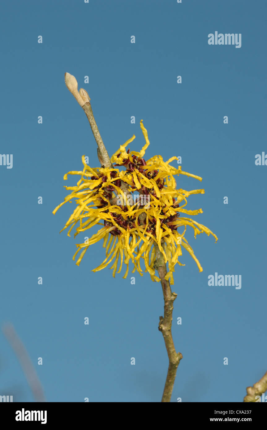 Hamamelis x intermedia is a popular hybrid of Witch Hazel H. mollis ...
