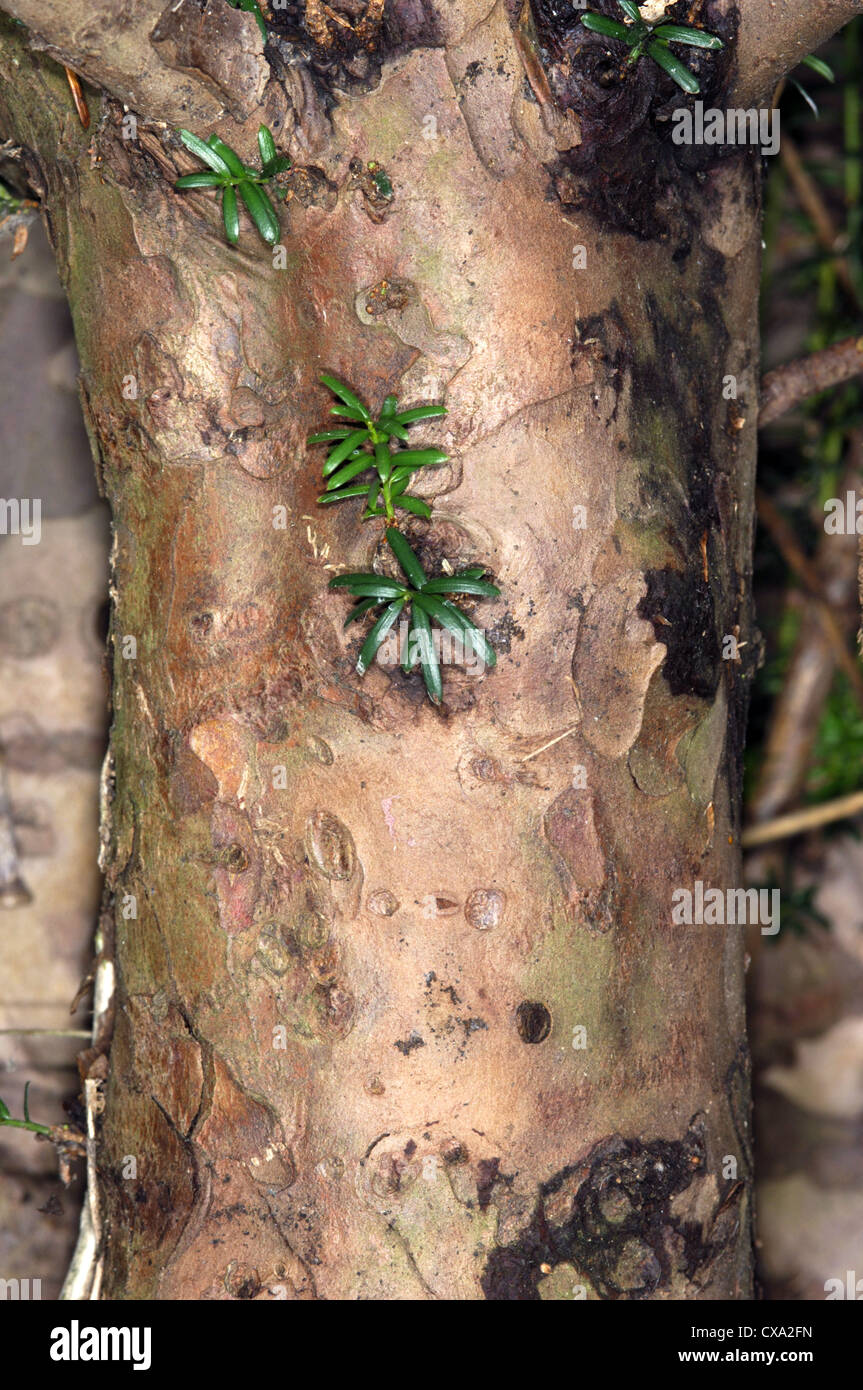 Taxus tree hi-res stock photography and images - Alamy