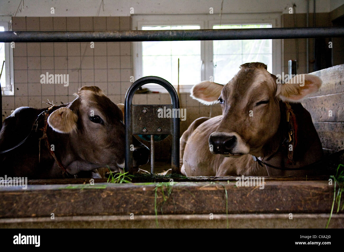 Dairy cows barn grass hi-res stock photography and images - Alamy