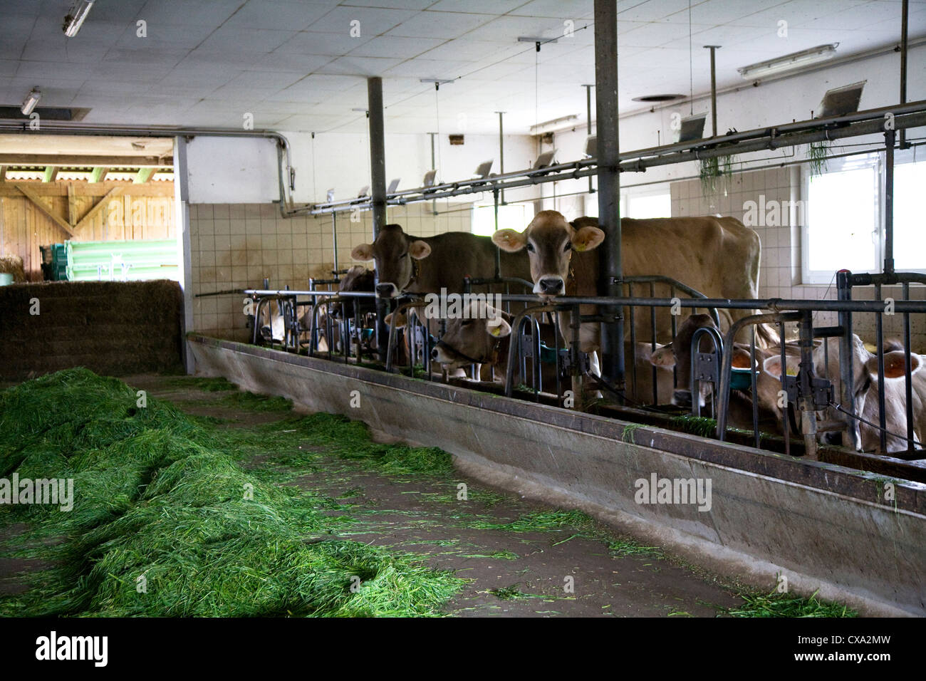 Cows in the cowshed Stock Photo - Alamy