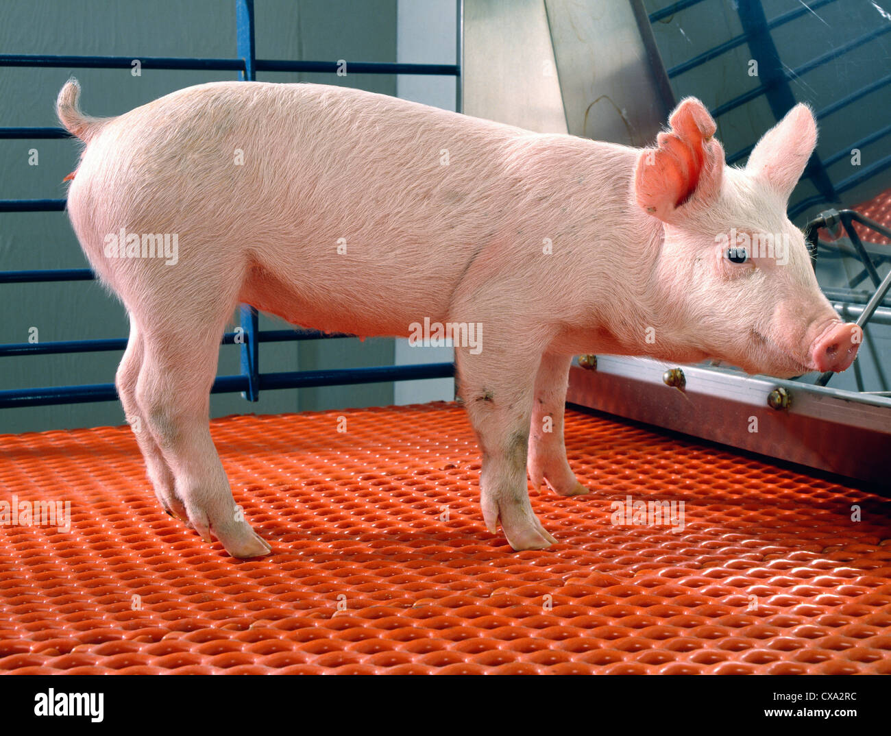 25 LB. CROSSBRED PIG Stock Photo - Alamy