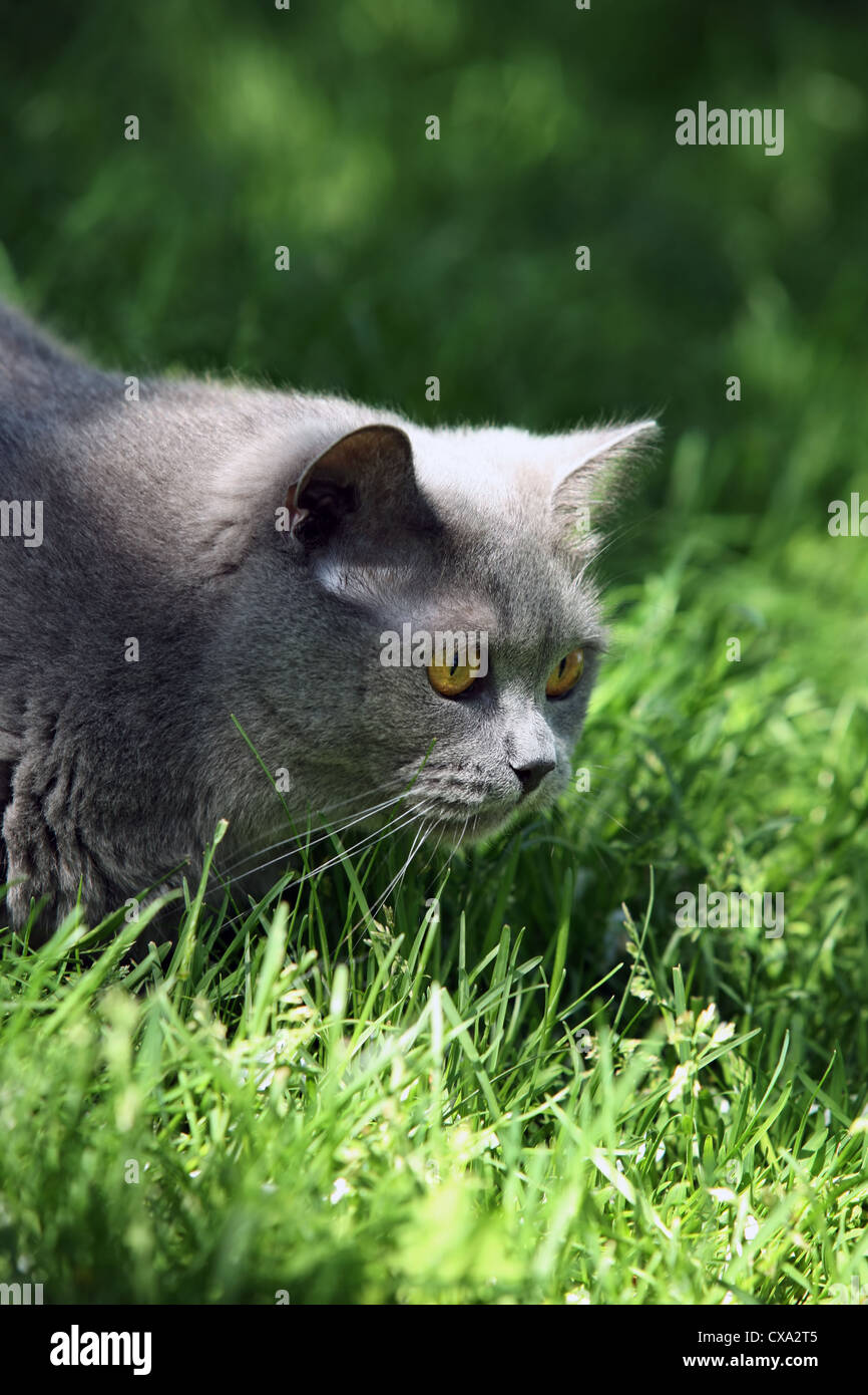 Gray British cat playing on the grass Stock Photo - Alamy