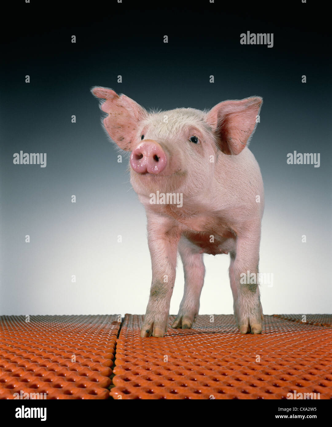 25 LB CROSSBRED PIG Stock Photo - Alamy