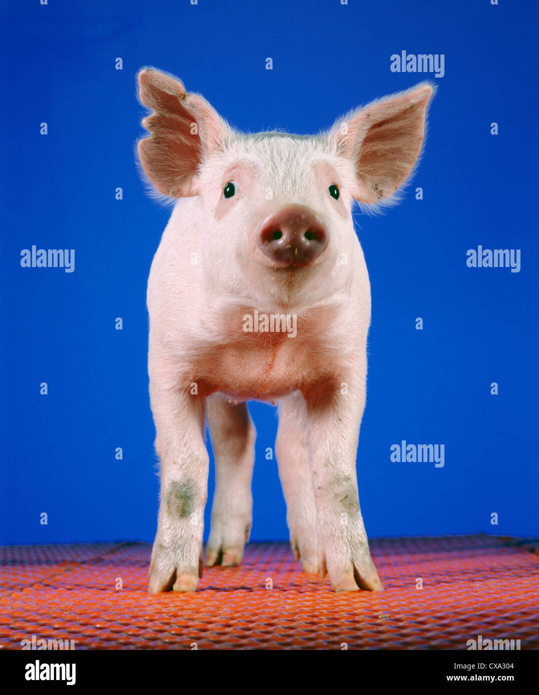 Crossbred pig hi-res stock photography and images - Alamy