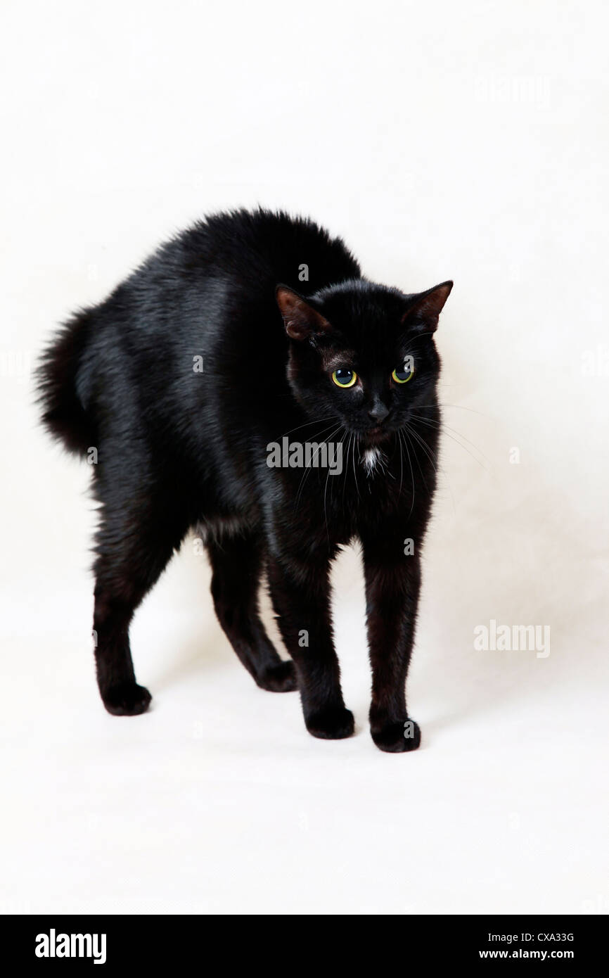 The scared black cat isolated on a white background Stock Photo - Alamy