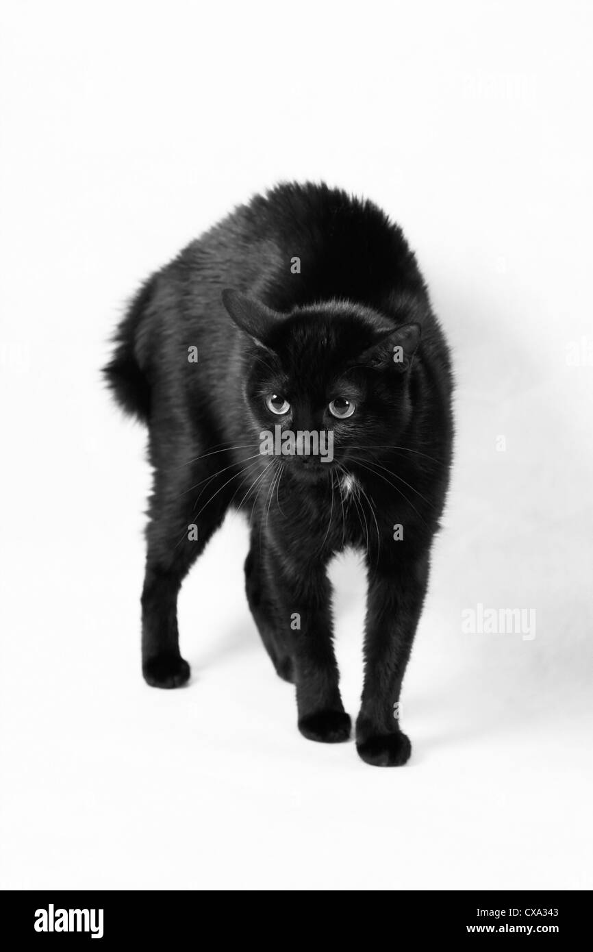 The scared black cat isolated on a white background Stock Photo - Alamy