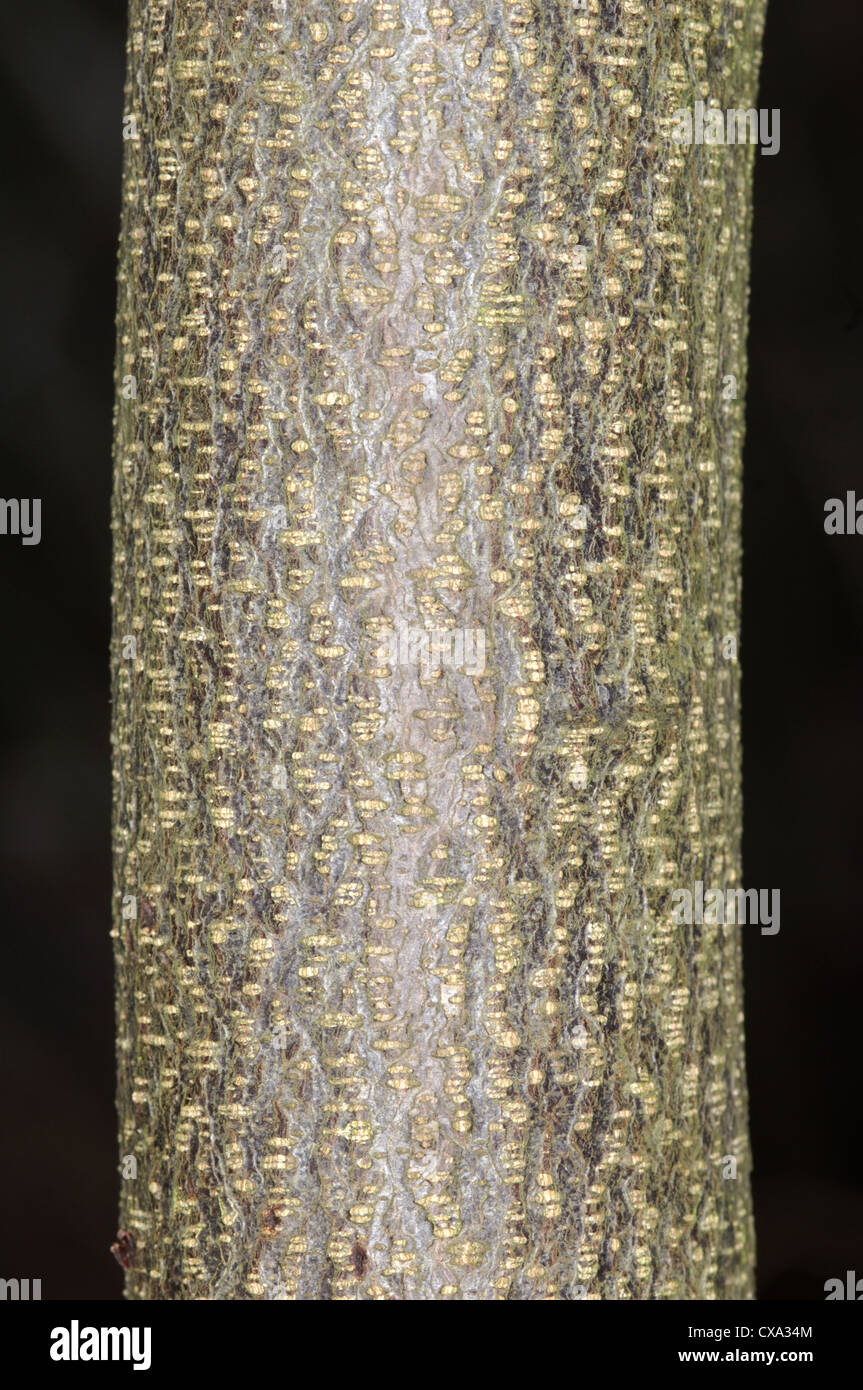 Buckthorn bark hi-res stock photography and images - Alamy