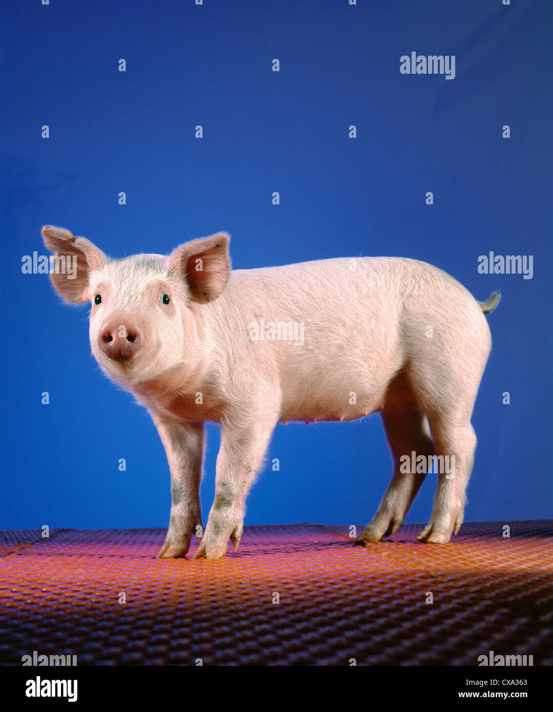 Crossbred pig hi-res stock photography and images - Alamy