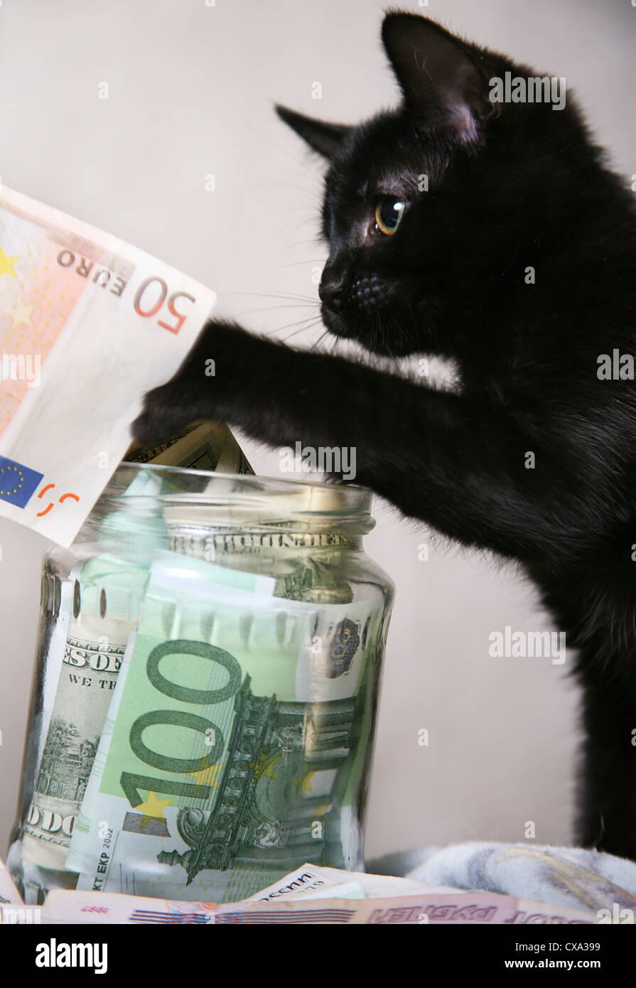 The black kitten plays with money Stock Photo - Alamy