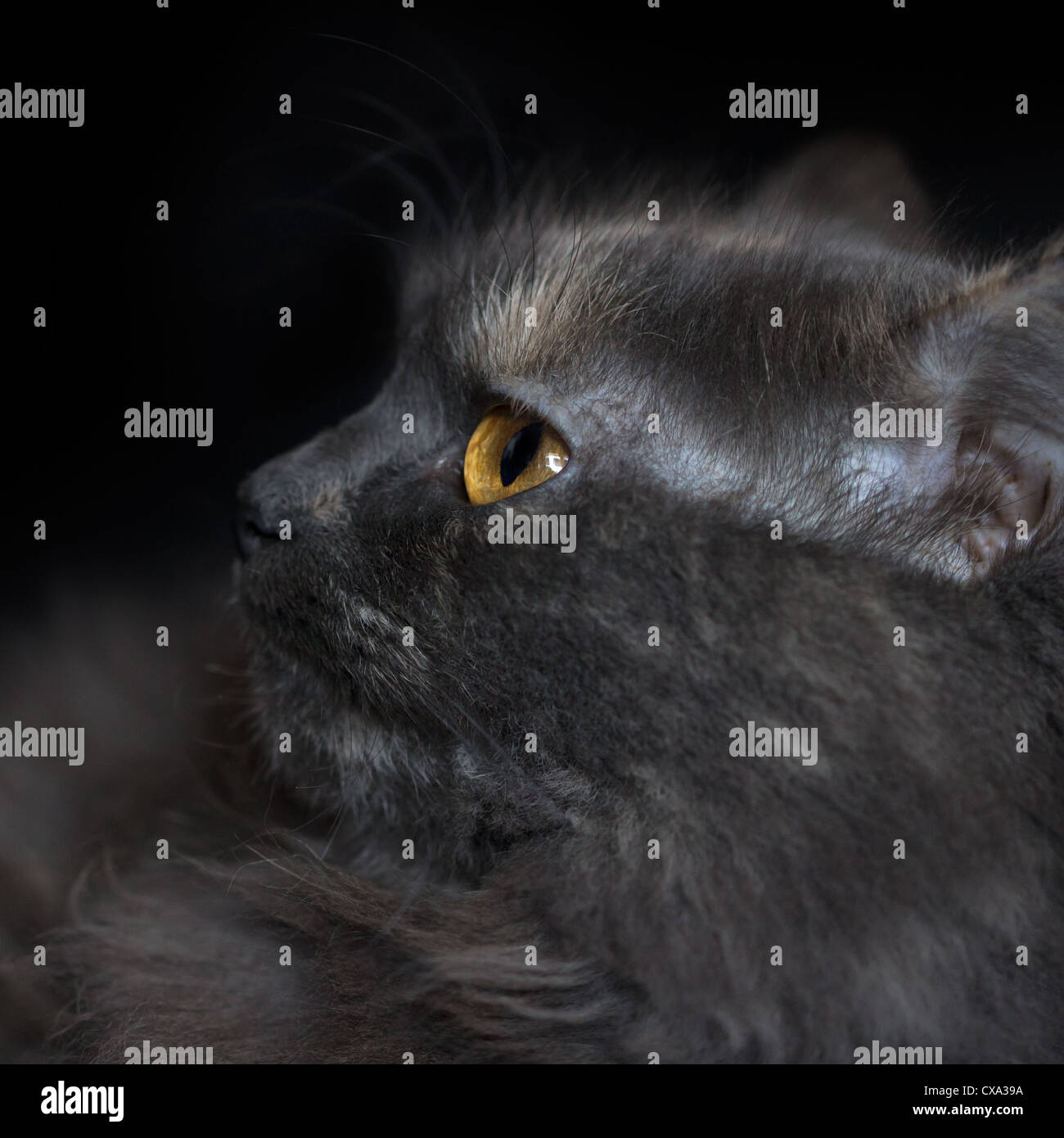 Portrait of a cat in profile on black Stock Photo - Alamy