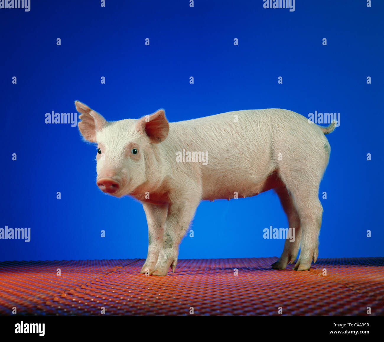 25 LB. CROSSBRED PIG Stock Photo - Alamy