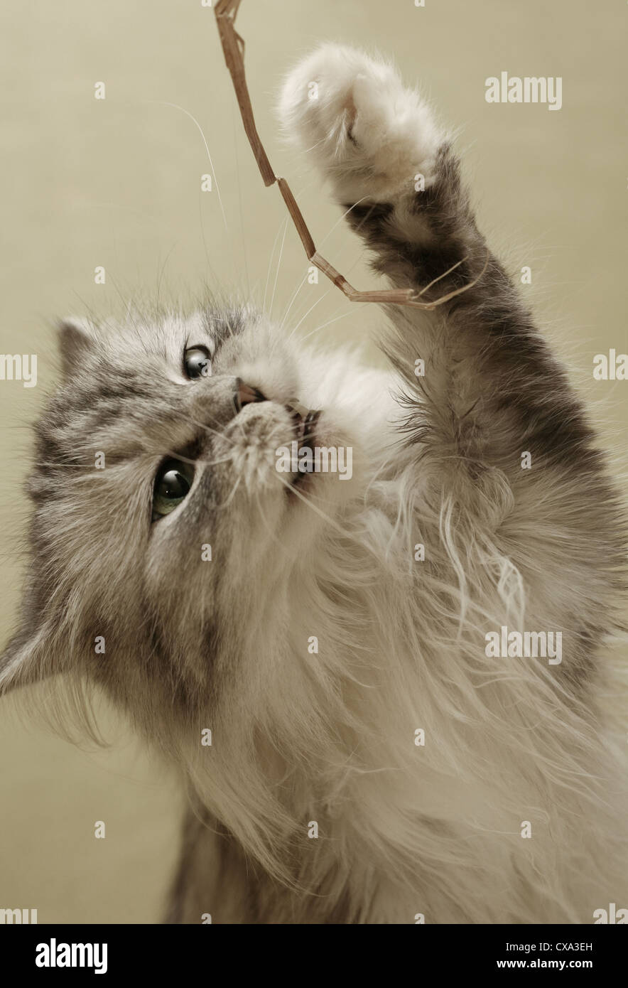 Cat with paw lifted hi-res stock photography and images - Alamy