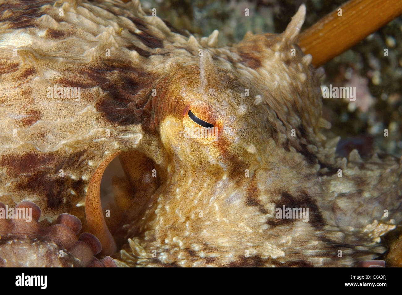 giant Pacific octopus or North Pacific giant octopus, (Enteroctopus ...