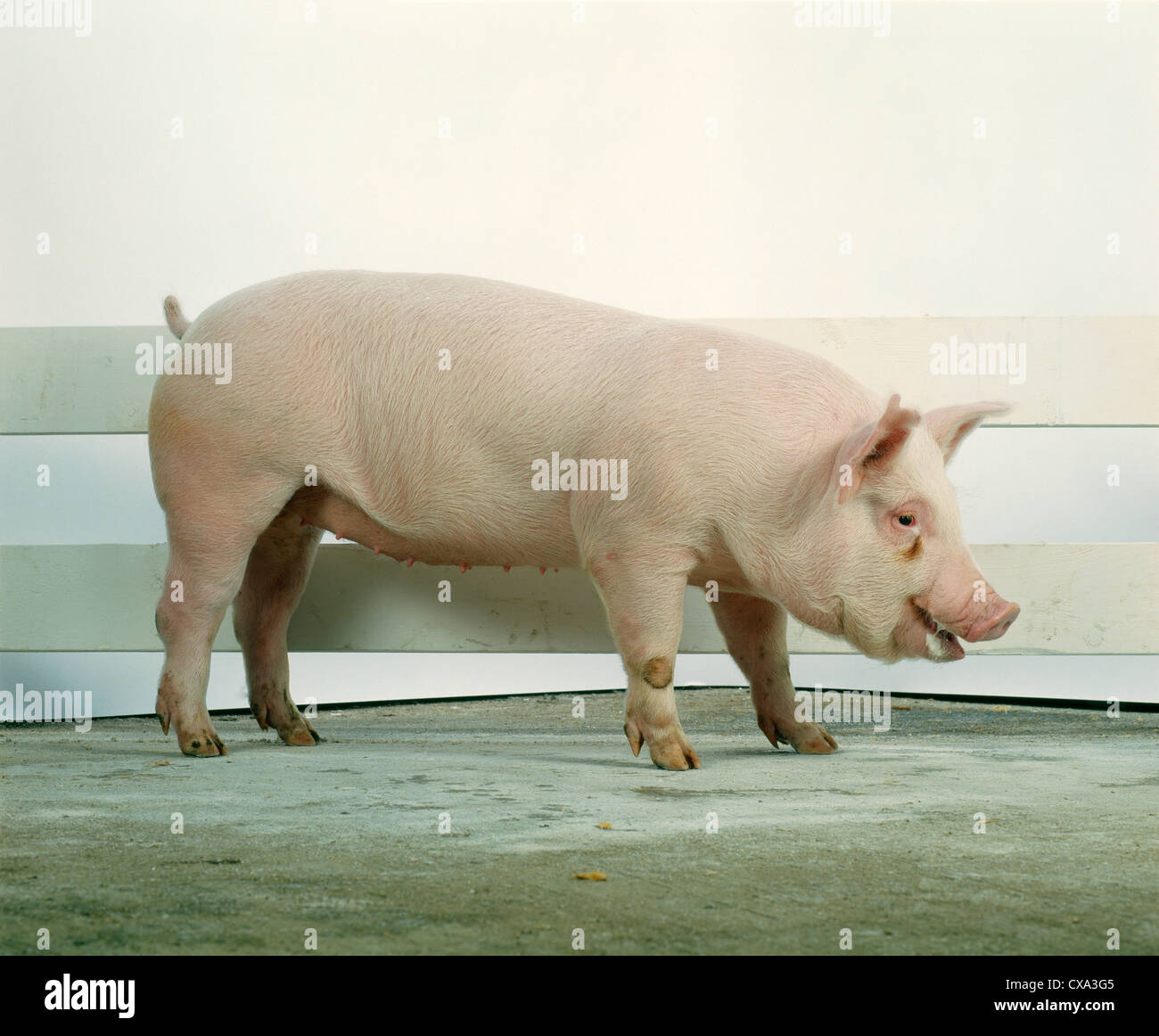 175 LB. YORKSHIRE MARKET HOG / LANCASTER COUNTY, PENNSYLVANIA Stock ...