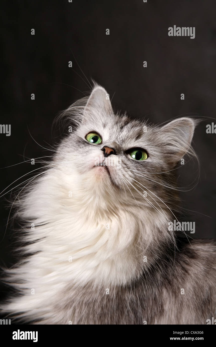 Portrait of a grey small cat in studio Stock Photo - Alamy