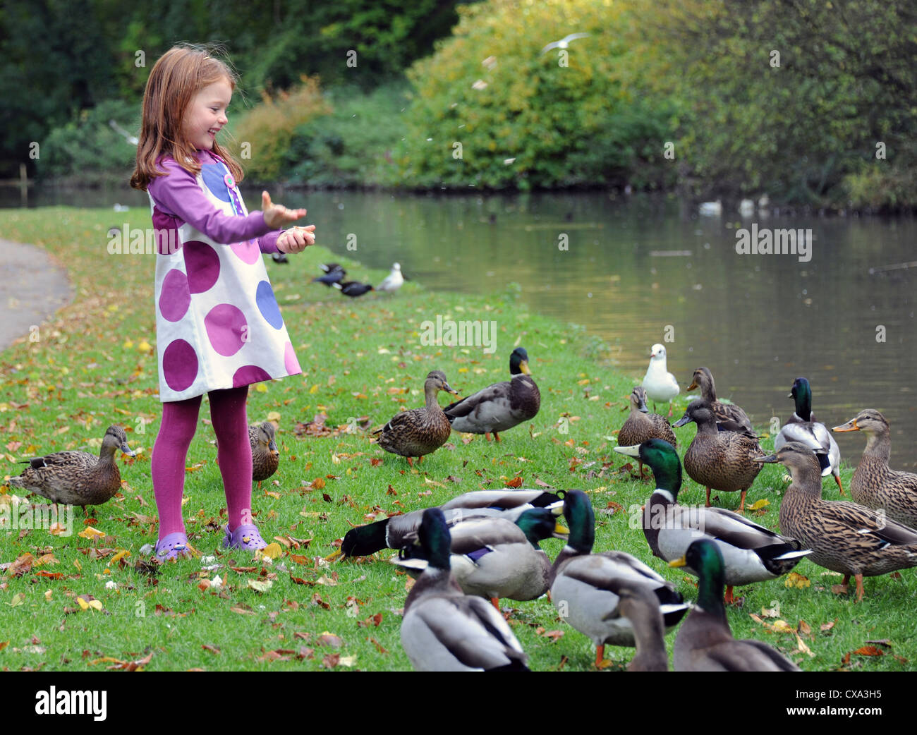 A young girl wearing a bright spotted dress feeding bread to ducks on a ...