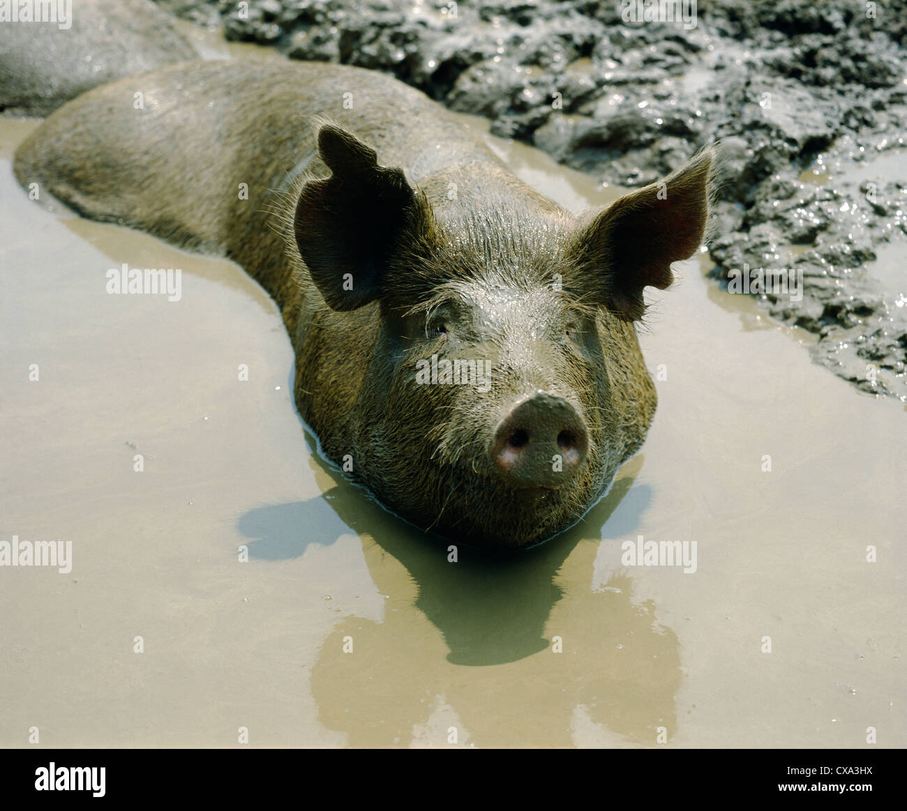 Duroc hog hi-res stock photography and images - Alamy